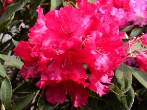 rhododendron hybrides planche 6 - Rhododendron