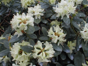 Rhododendrons Nains 2 - Rhododendron